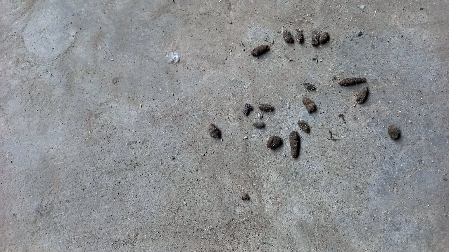 Decoding Animal Droppings: A Homeowner’s Guide - Modern Pest Services