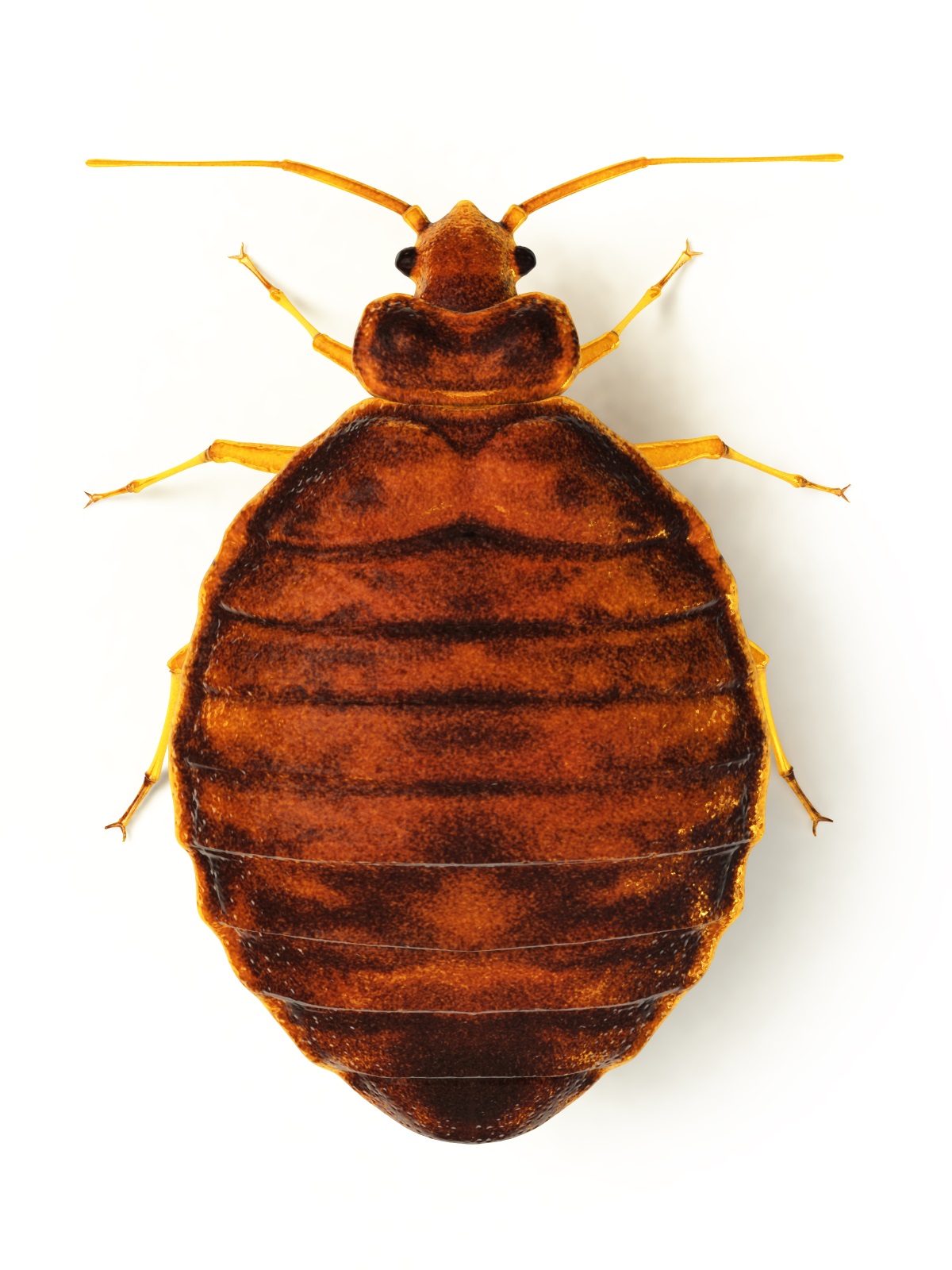 Bed Bug Facts And Myths Protect Yourself From The Epidemic Bed Bug Facts And Myths Protect Yourself From The Epidemic