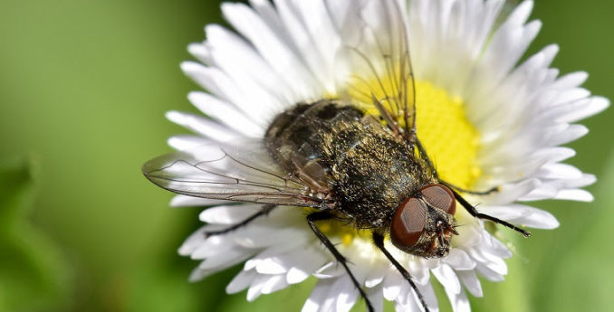 Pest Control & Exterminator Services in ME, MA & NH - Modern Pest