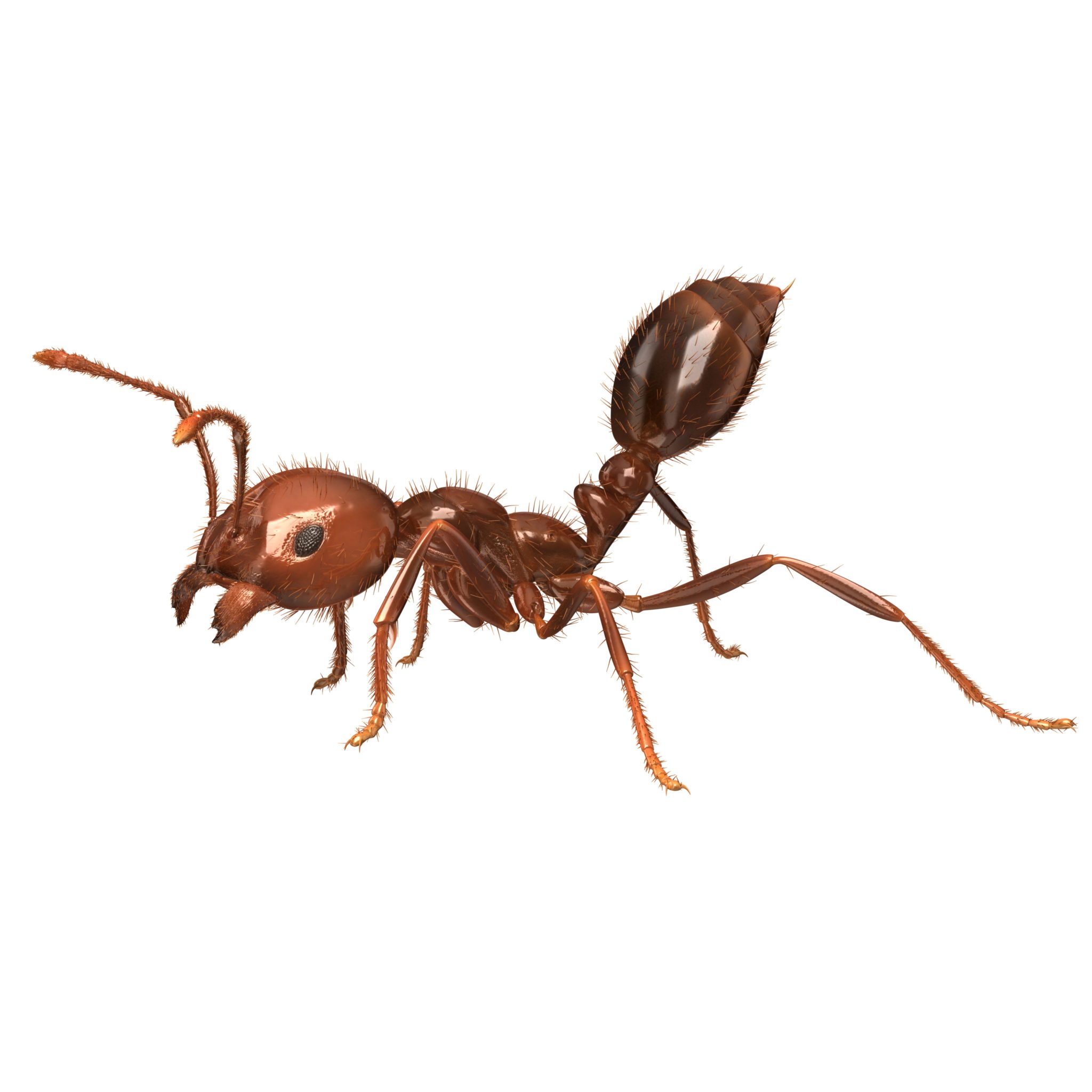 Get Rid of Fire Ants - Treatments for European Fire Ants