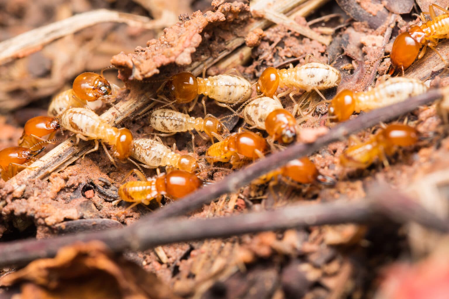 Pest Control & Exterminator Services in ME, MA, NH, CT & RI - Modern Pest