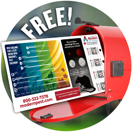 Pest Control New England: Boston, Manchester, New Haven, Portland ...