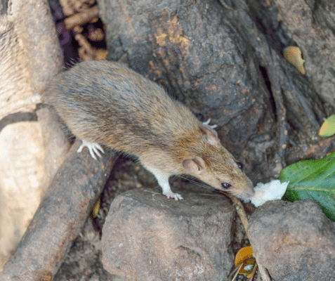 How to Keep Your Home Rat-Free This Fall - Modern Pest Services