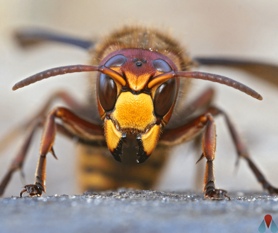 Managing Wasps, Bees, and Hornets Around Your Home - Modern Pest Services