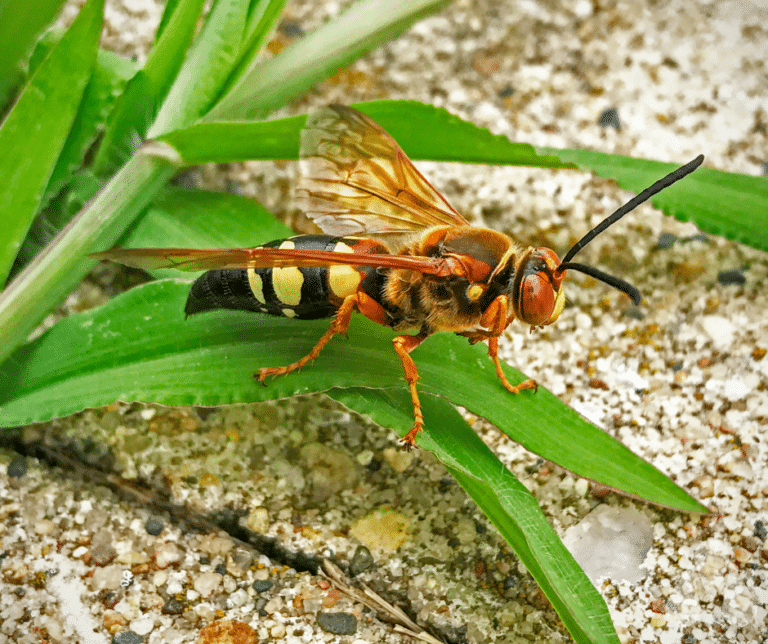 Understanding the Eastern Cicada Killer Wasp - Modern Pest Services