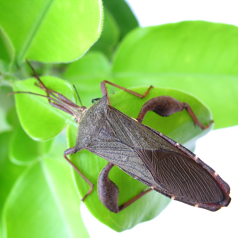 Stink Bug Vs. Western Conifer Seed Bug - Removing Seed Bugs