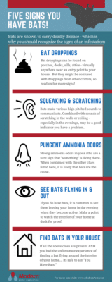 5 Signs You Have Bats - Identify a Bat Problem | Modern Pest