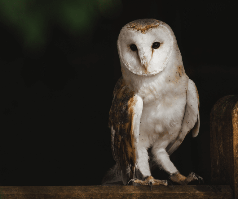 Modern Pest Blog | Modern Pest Services