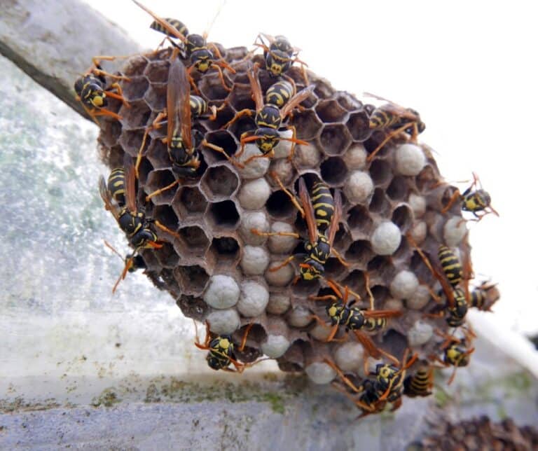 Know Your Nests: Identifying Wasp Nests Around Your Home - Modern Pest ...