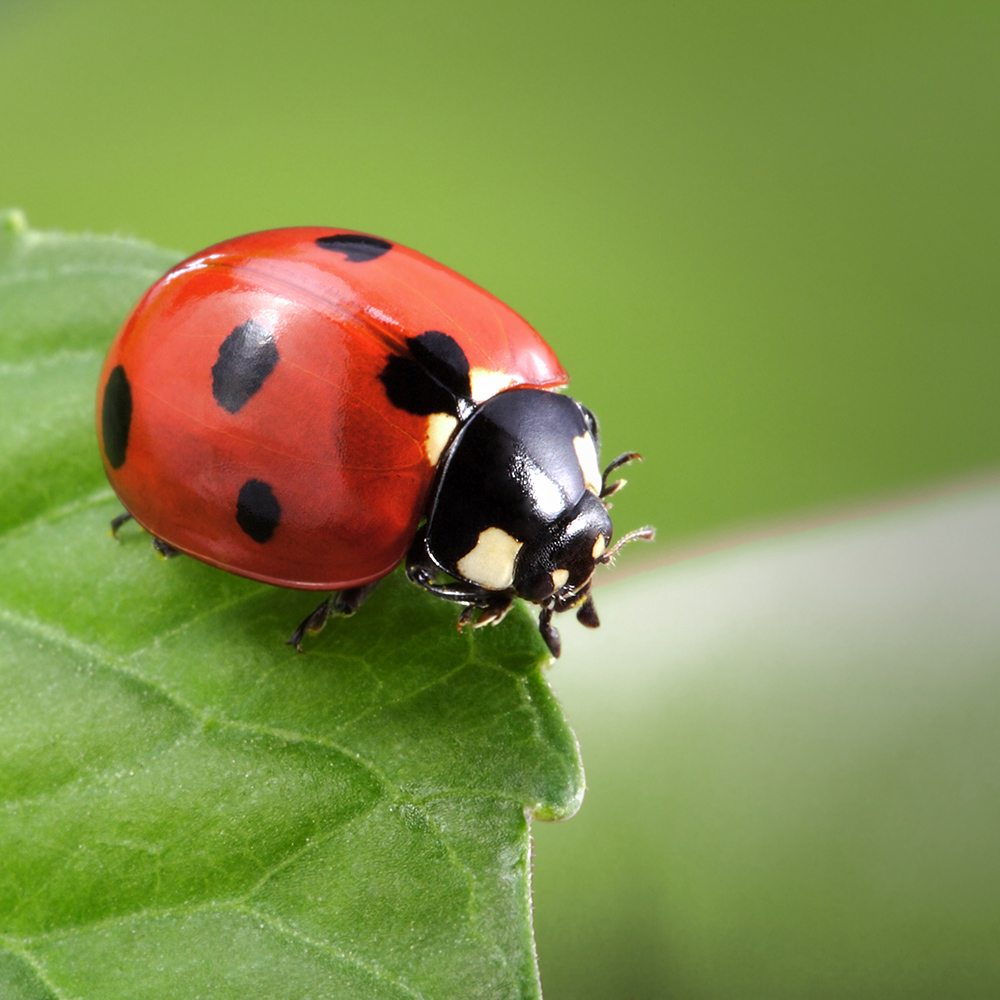 How to Get Rid of Ladybugs - Asian Lady Beetle Infestation