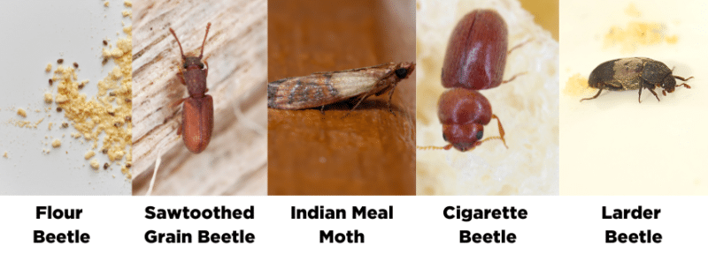 Spring Cleaning Pests: Beyond Dust Bunnies - Modern Pest Services