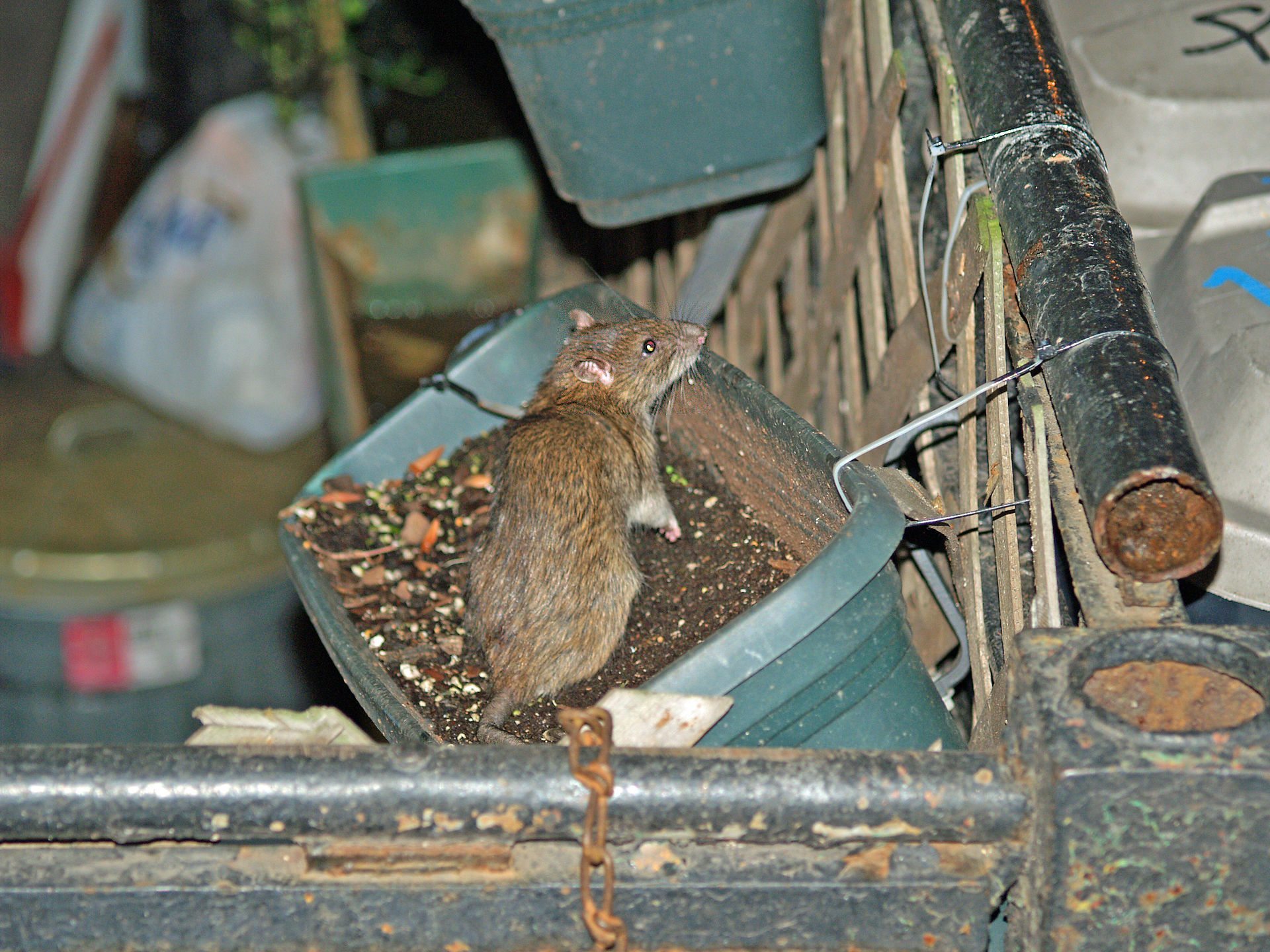 Rodent Control Services | New England Rat & Mice Exterminator
