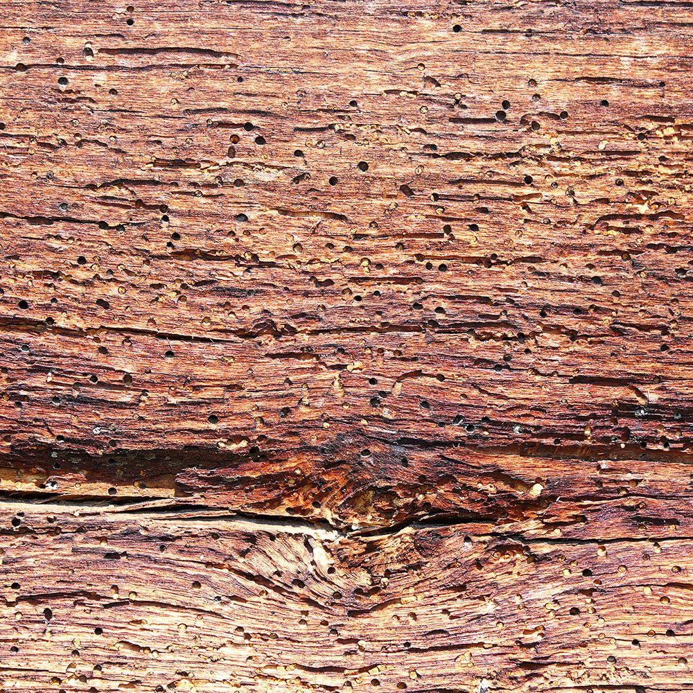 PowderPost Beetles - Get Rid of Wood-Boring Insects