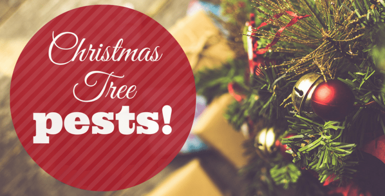 Steps to Minimize Risk of Christmas Tree Pests