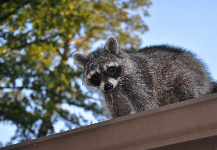 12 Signs You Need Wildlife Control | Squirrel & Raccoon Removal