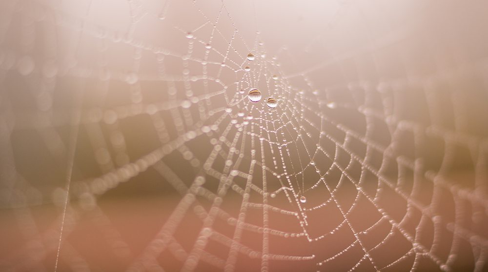 Spider Facts & Benefits - Spiders Role in the Ecosystem