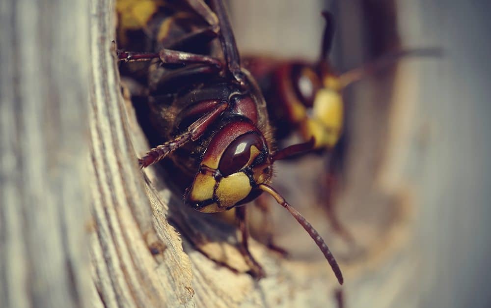 Wasps in the Walls - Wasp Nest Removal and Prevention