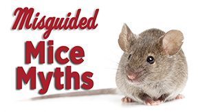Eight Myths and Facts About Mice | Treatment Options Explained | Modern ...