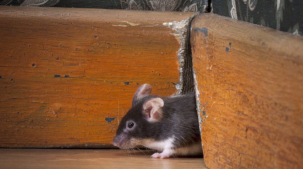 How to Keep Mice Out of Your Home in the Fall and Winter