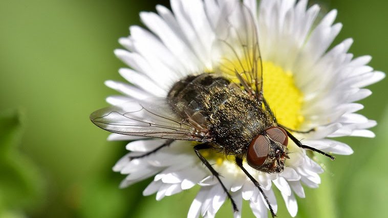 How to Manage a Cluster Fly Infestation | Expert Tips | Modern Pest