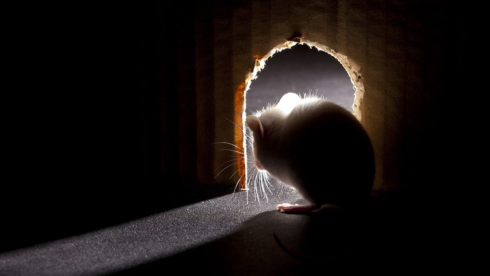 Why Do I Have Mice in My Home? | Rodent Control Solutions | Modern Pest
