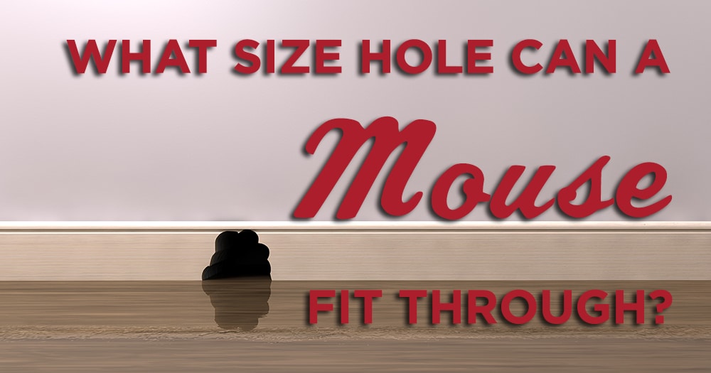 What Size Hole Can Mice Fit Through? | Mouse Access Points | Modern ...