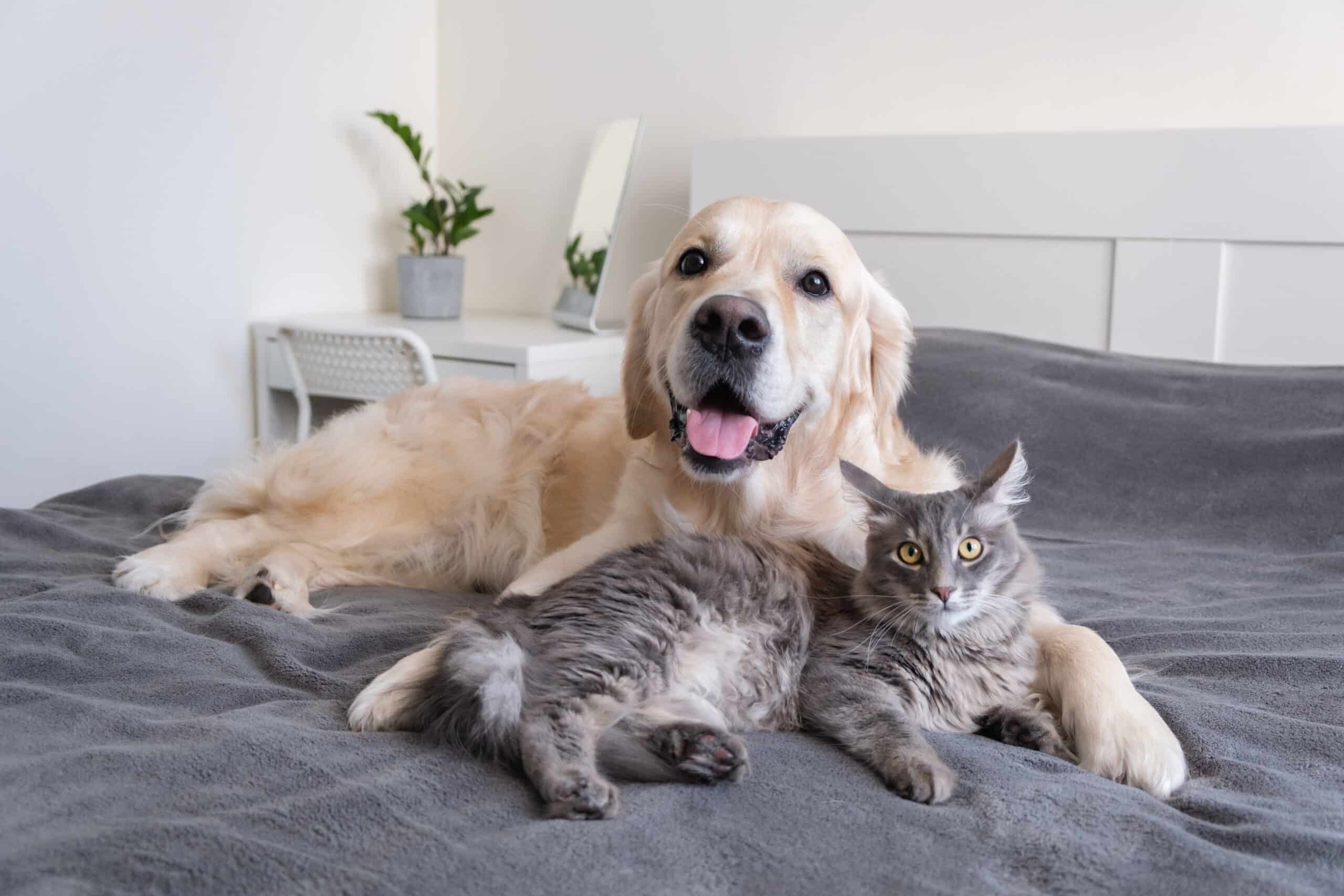 Keep Your Pets Safe from Ticks | Effective Protection Strategies