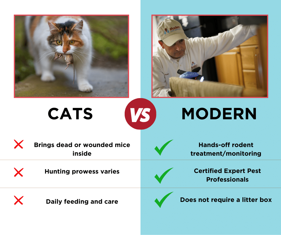 Cats vs. Mice: Pest Control Strategies | Modern Pest Services