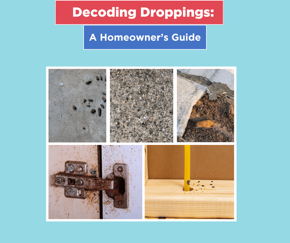 Decoding Animal Droppings: A Homeowner’s Guide | Pest Identification Tips