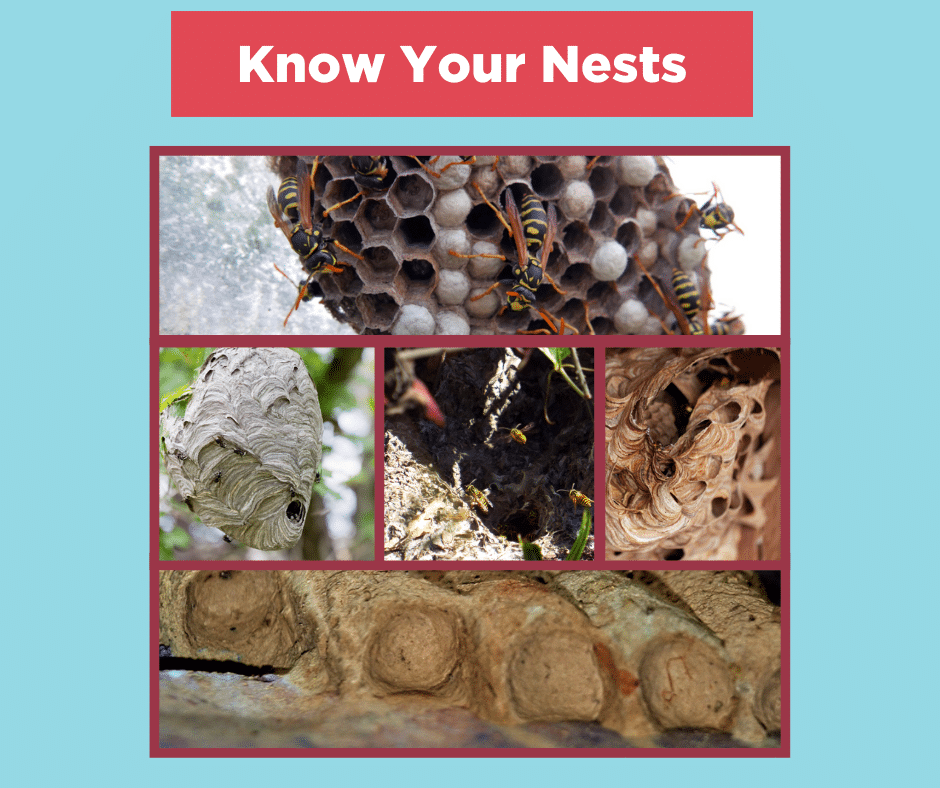 Know Your Nests: Identifying Wasp Nests Around Your Home - Modern Pest ...