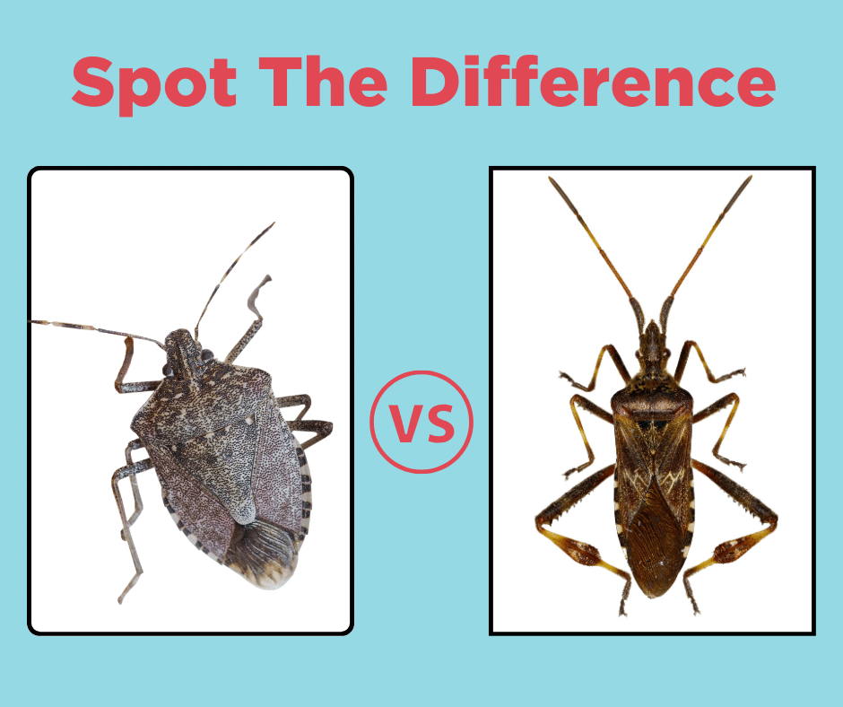 Autumn Invaders: Are Those Stink Bugs or Western Conifer Seed Bugs ...