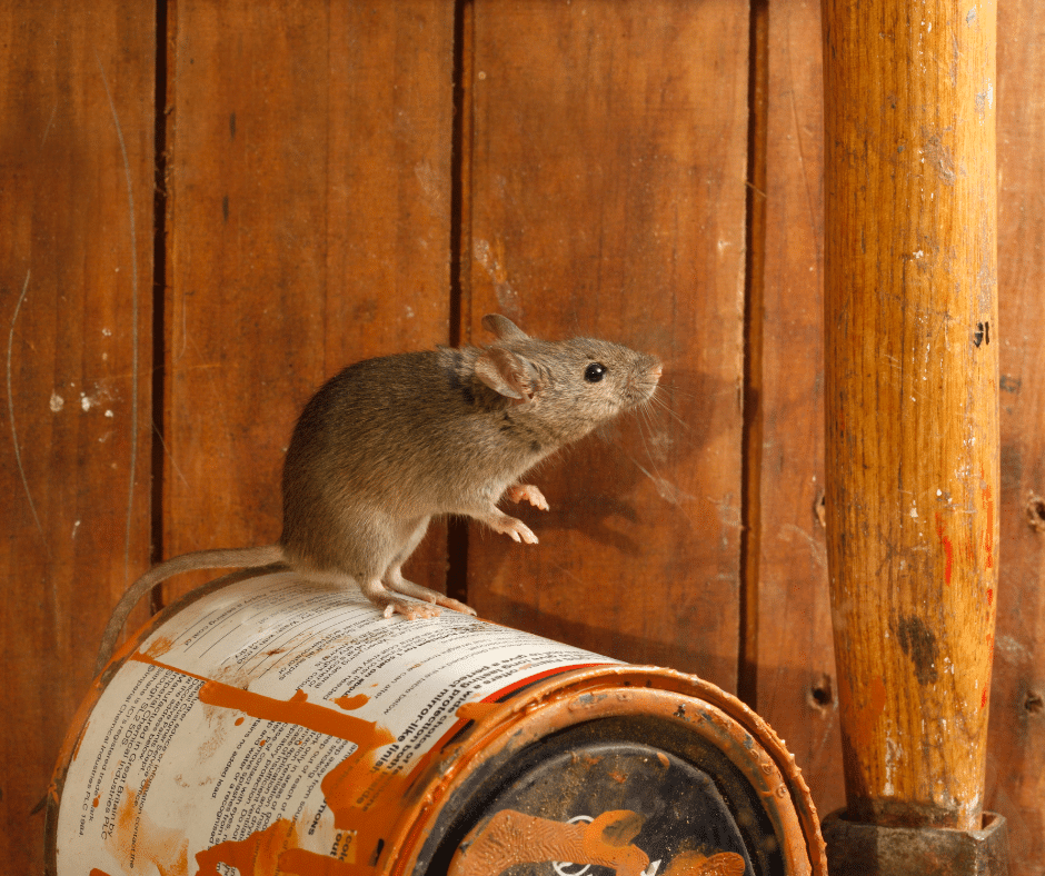 Rodent-Proofing Tips for Fall: Essential Insights | Modern Pest Services