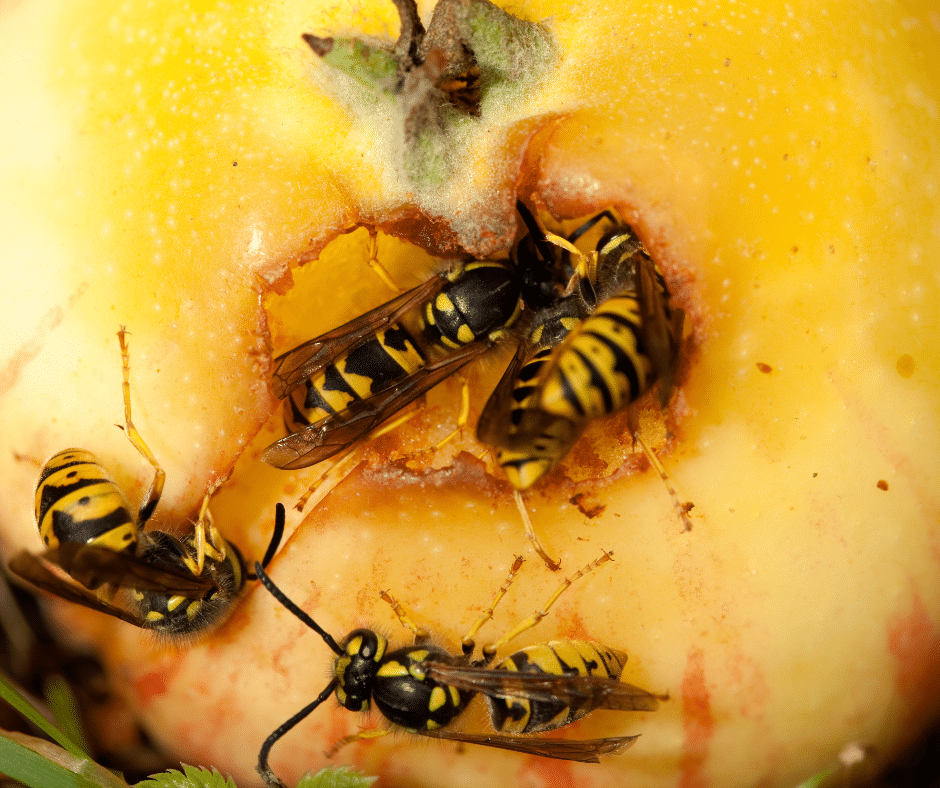 The Buzz on Yellow Jackets | Why They're More Aggressive in Fall
