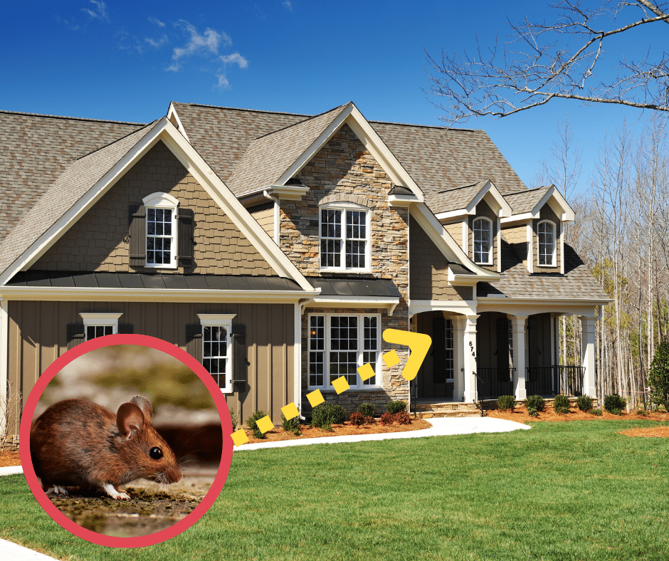 Mouse Magnets: Why Mice Are Attracted to Your Home | Modern Pest Services