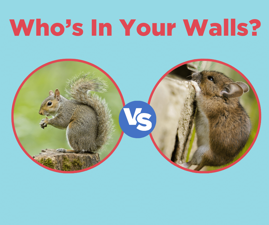 Rodent Rascals: How To Determine If Mice or Squirrels Have Invaded Your ...