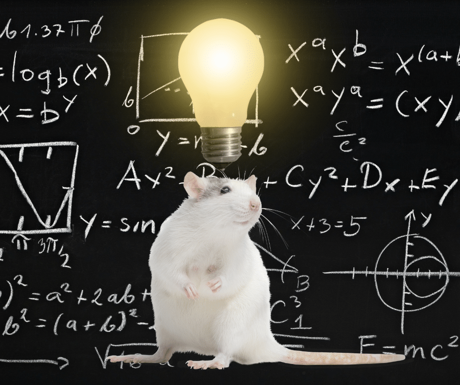 How Smart Are Rodents? - Modern Pest Services
