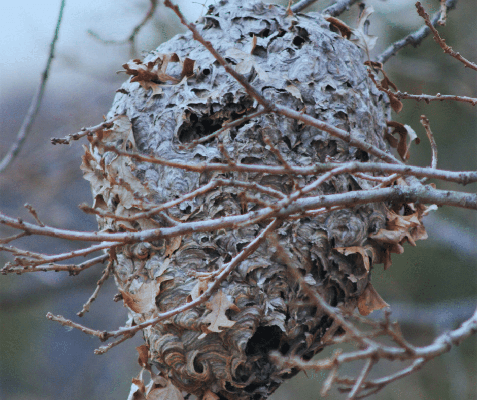Wasp Winter Habitats | Understanding Wasp Behavior | Modern Pest Services
