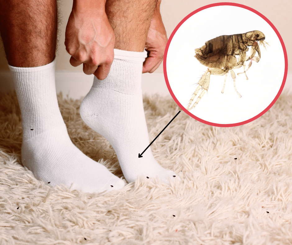 Recognizing the Signs of a Flea Infestation | Effective Flea Control ...