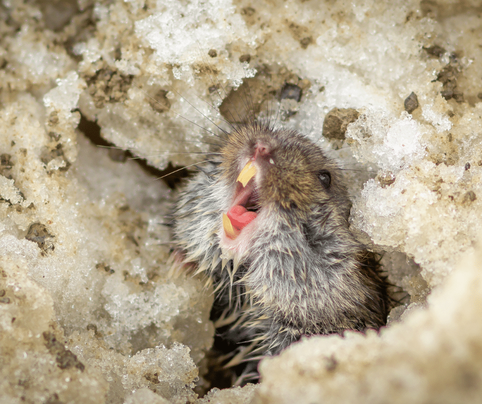 The Truth About Teeth: How Mice Chew Through Tough Materials - Modern ...