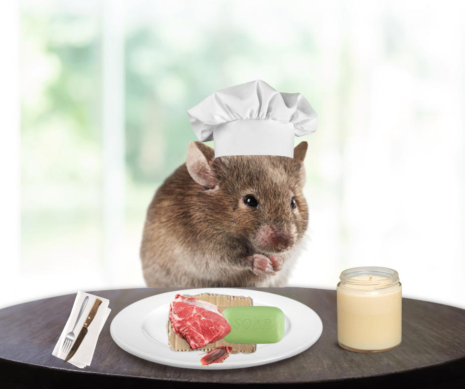 Surprising Foods Mice Will Eat | Mouse Control Tips | Modern Pest Services