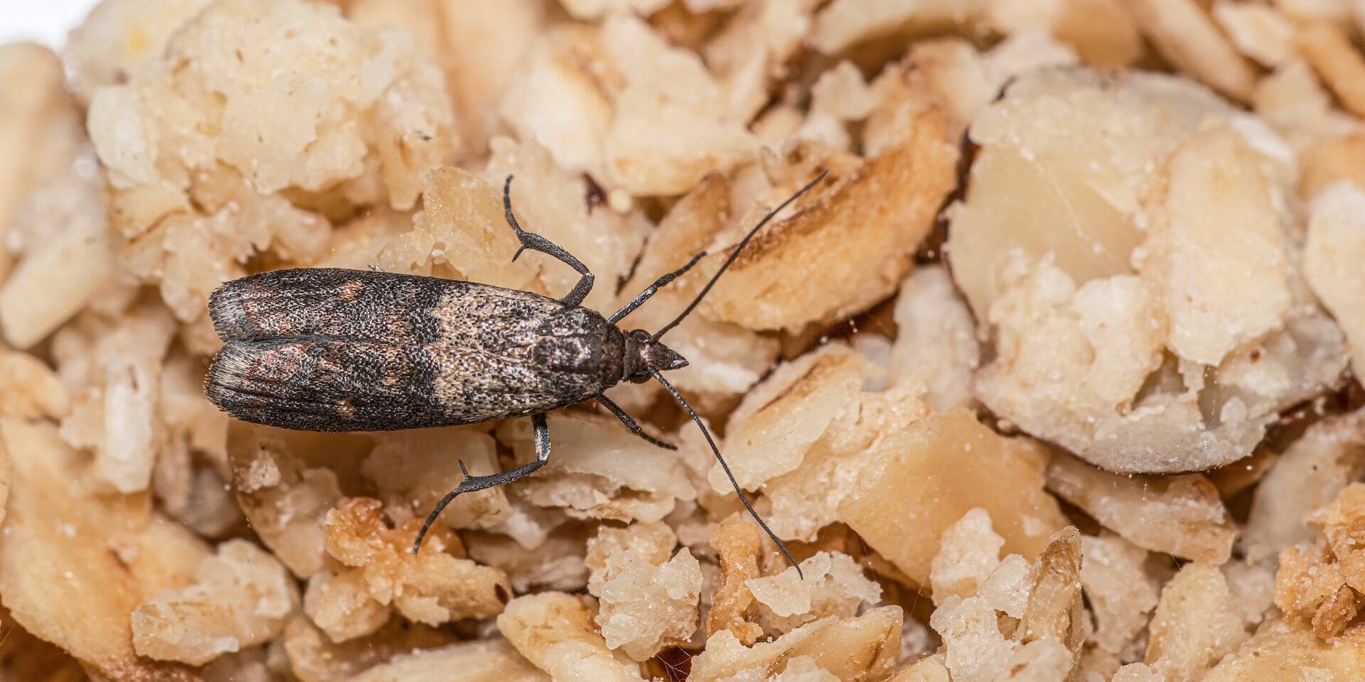 Pantry Pest Identification | Moths & Beetles Found in New England Kitchens